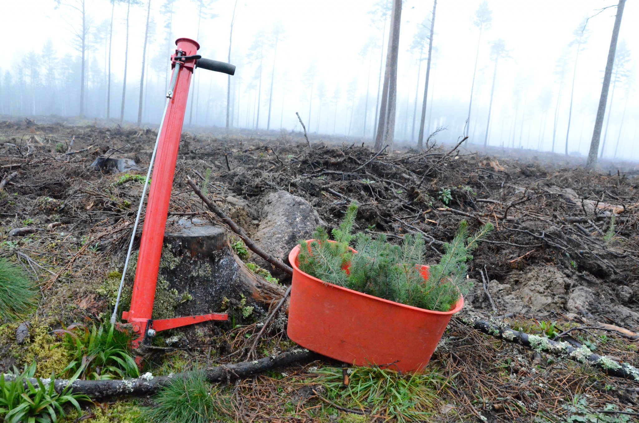 Plantering | Mellanskog