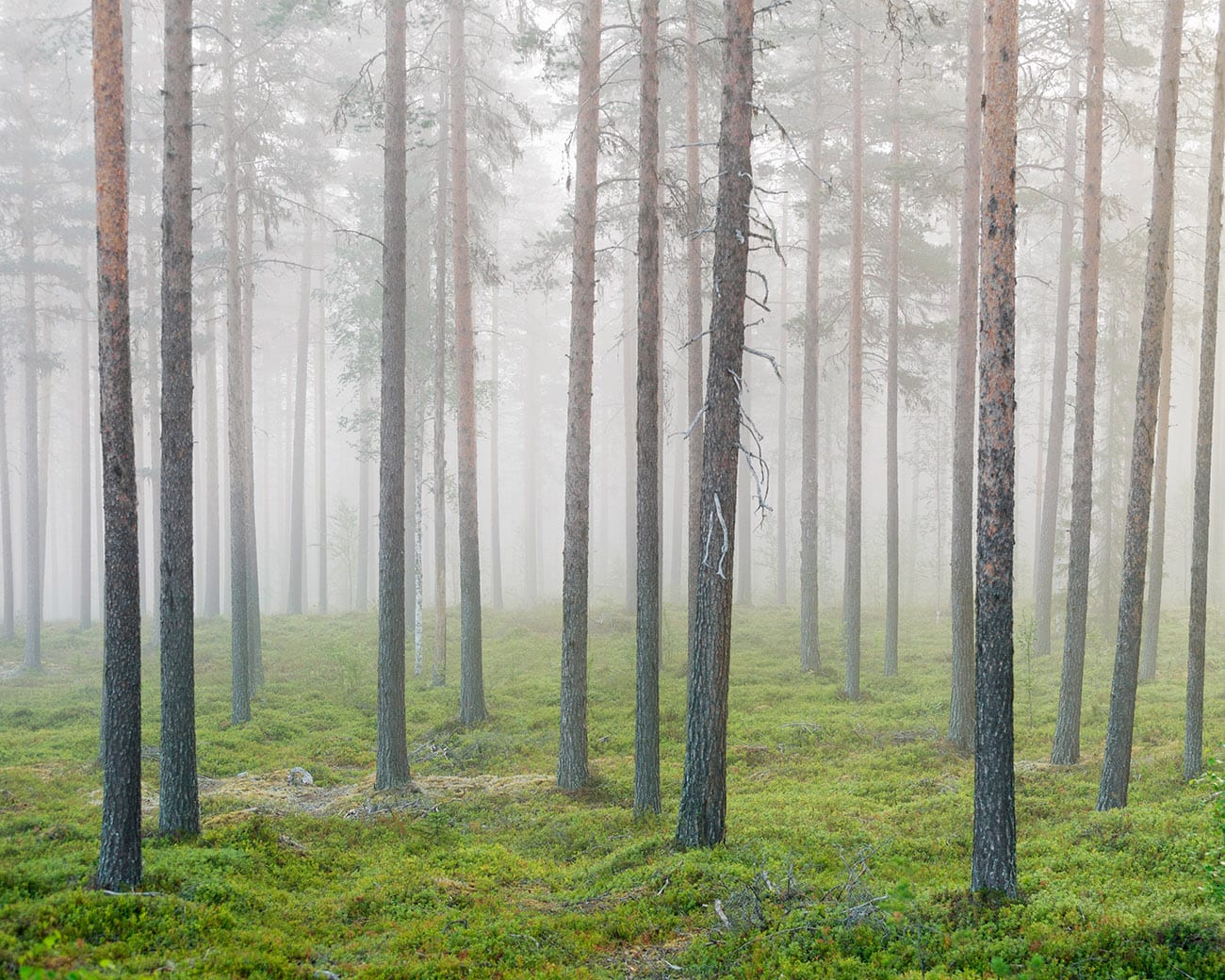 Kaffe under tallarna | Mellanskog